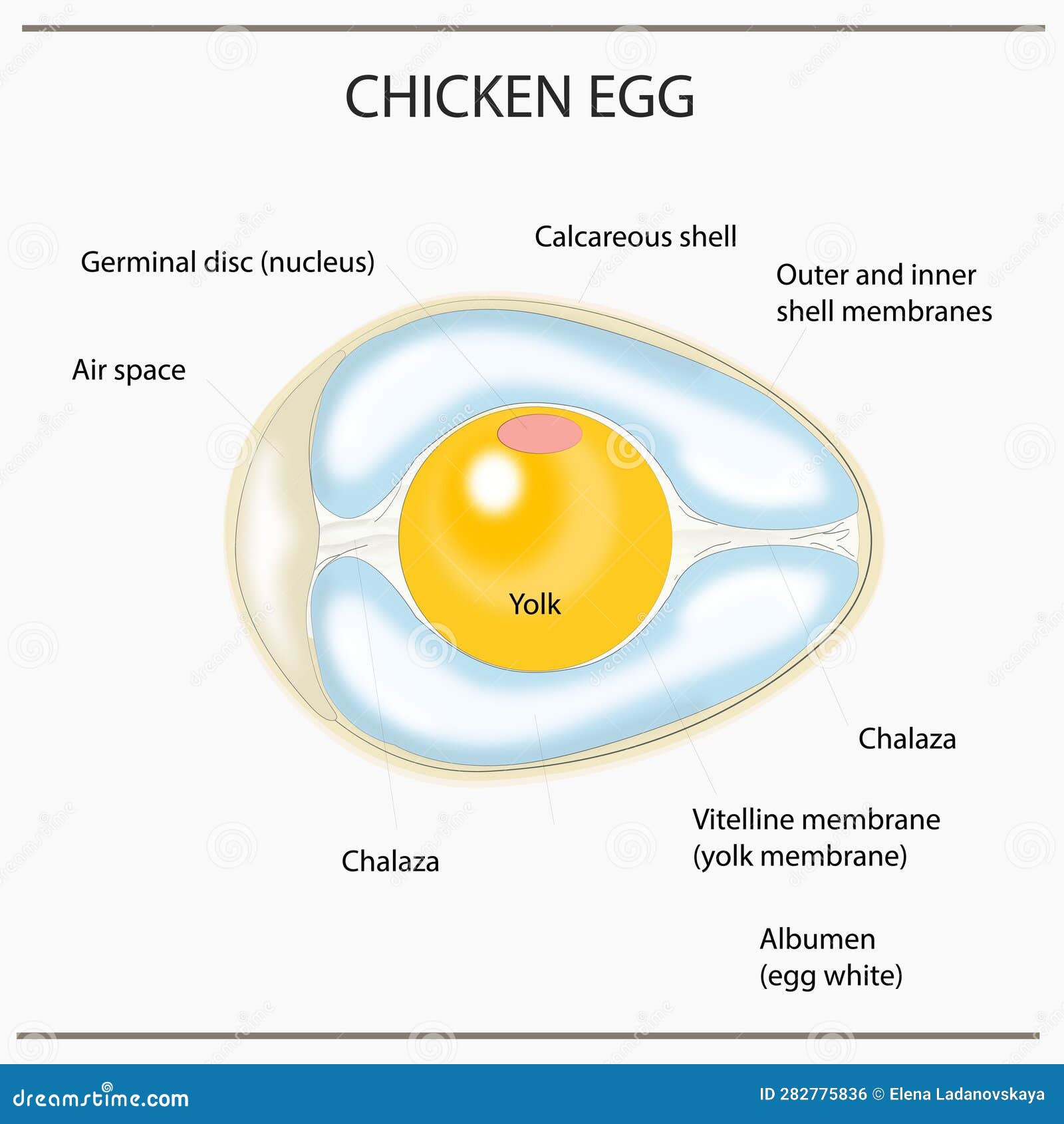 Illustration of the Internal Structure of a Bird Egg Stock Vector ... Illustration of the Internal Structure of a Bird Egg Stock Vector ...