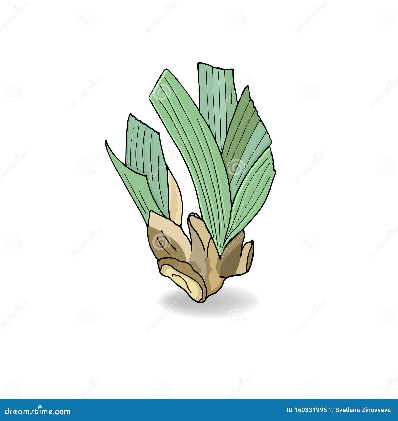 Illustration of Iris Flower Root. Vector Stock Illustration ...