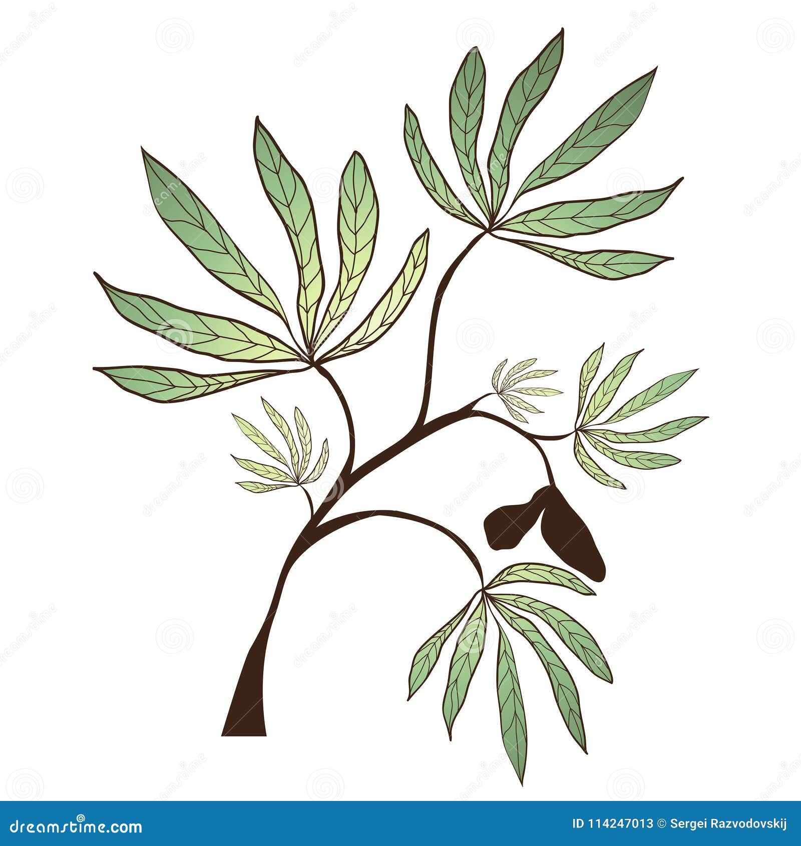 Kapok Tree Isolated On White. Ceiba Pentandra Stock Illustration ...