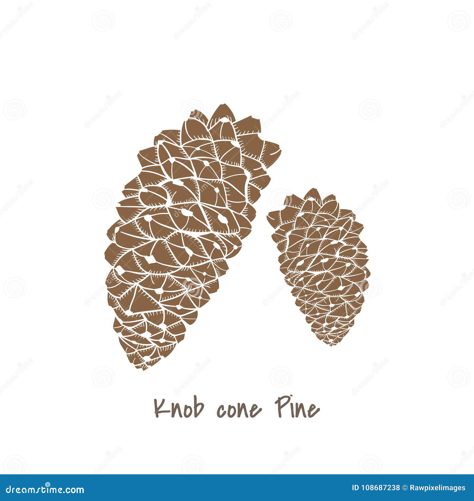 Illustration of Knob Cone Pine Stock Illustration - Illustration of ...