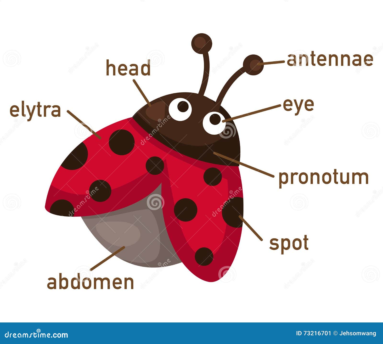 Illustration of Ladybug Vocabulary Part of Body Stock Vector ... Illustration of Ladybug Vocabulary Part of Body Stock Vector ...