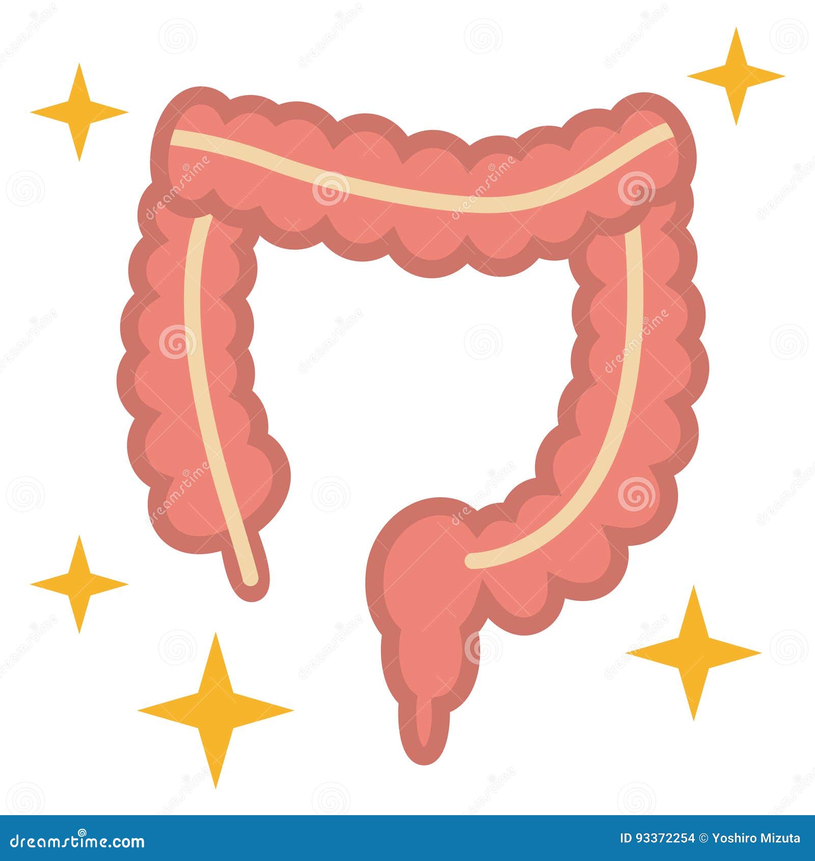 Illustration of Large Intestine Stock Vector - Illustration of white ...