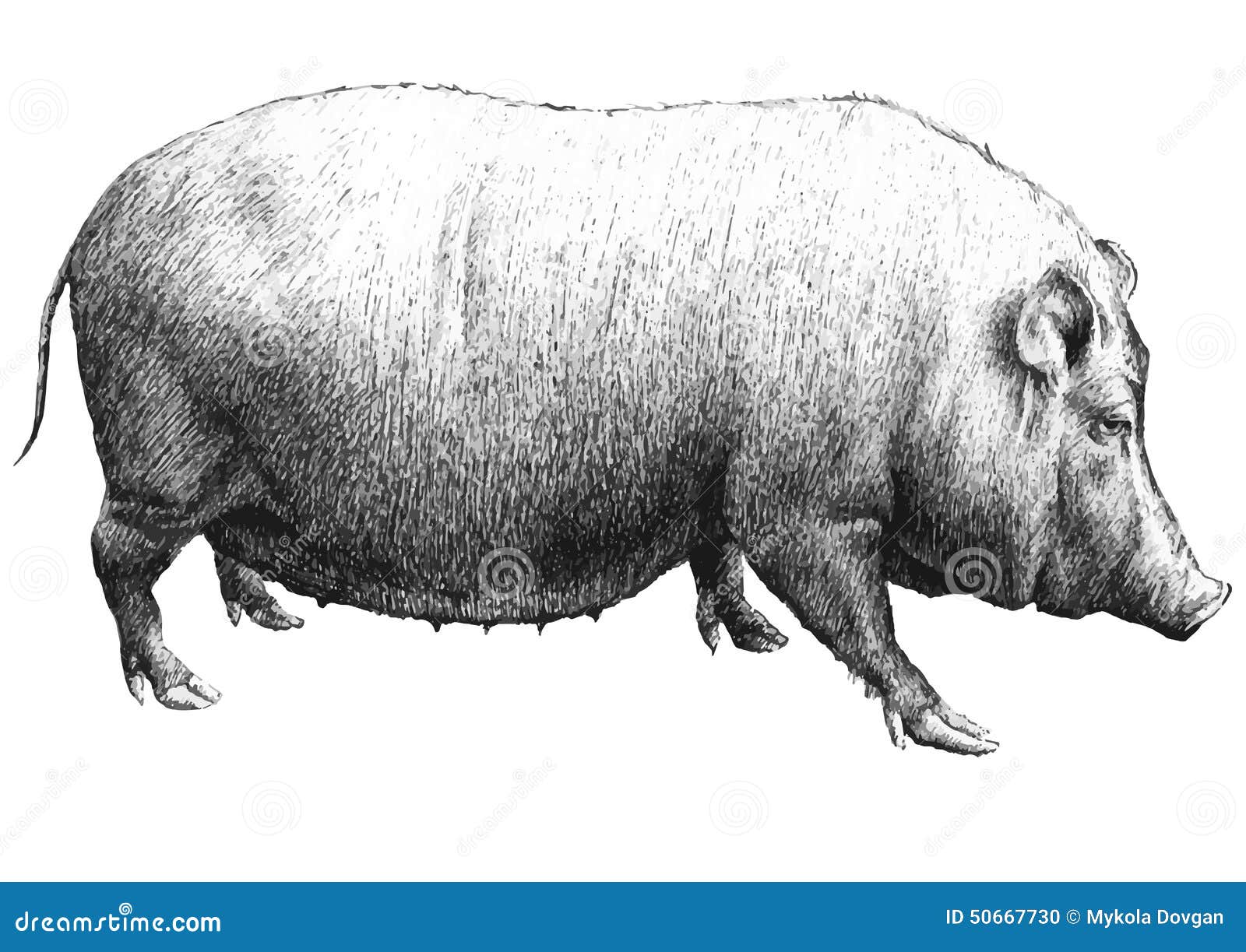 Illustration with a Large Pig Stock Illustration - Illustration of ...