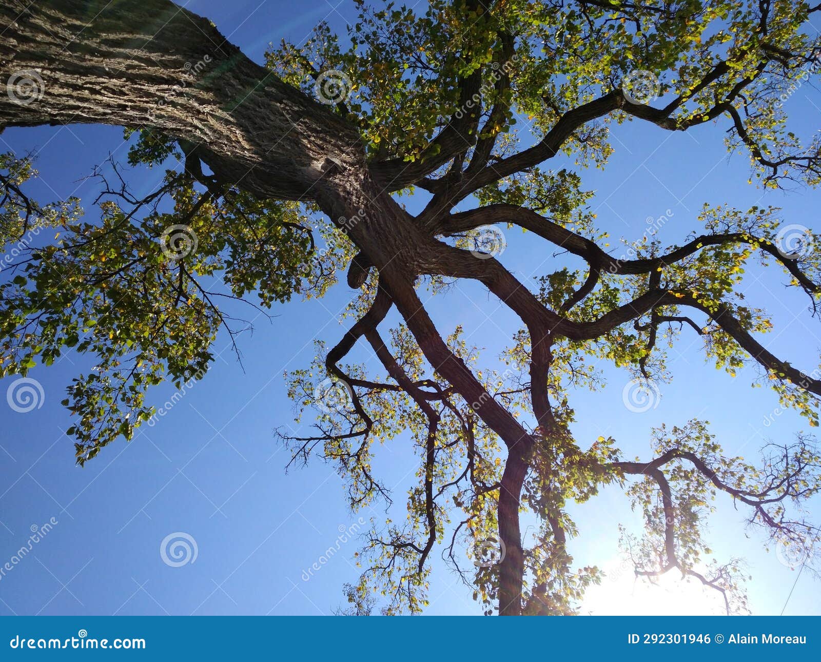 Large Tree Seen from the Ground in Different Lighting Stock Photo ...