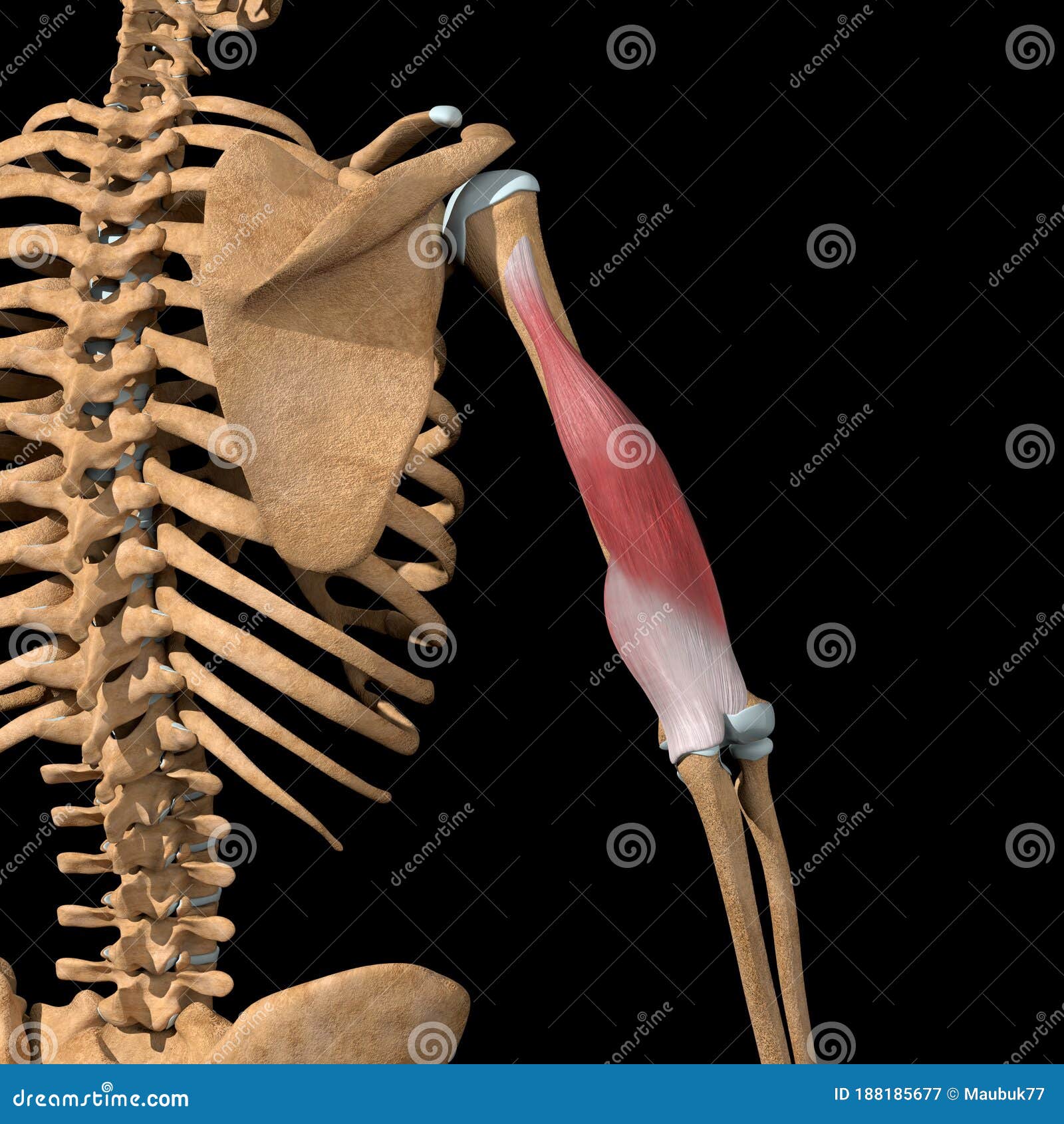 Illustration of the Lateral Head of the Triceps Muscles on Skeleton ...
