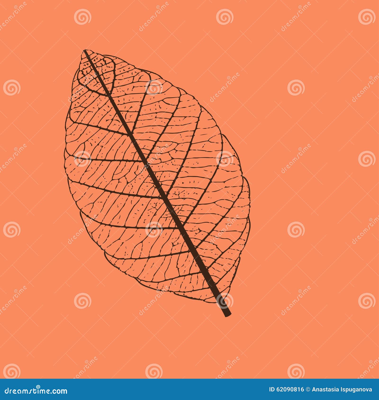 Illustration of Leaf Skeletonization Stock Illustration - Illustration ...