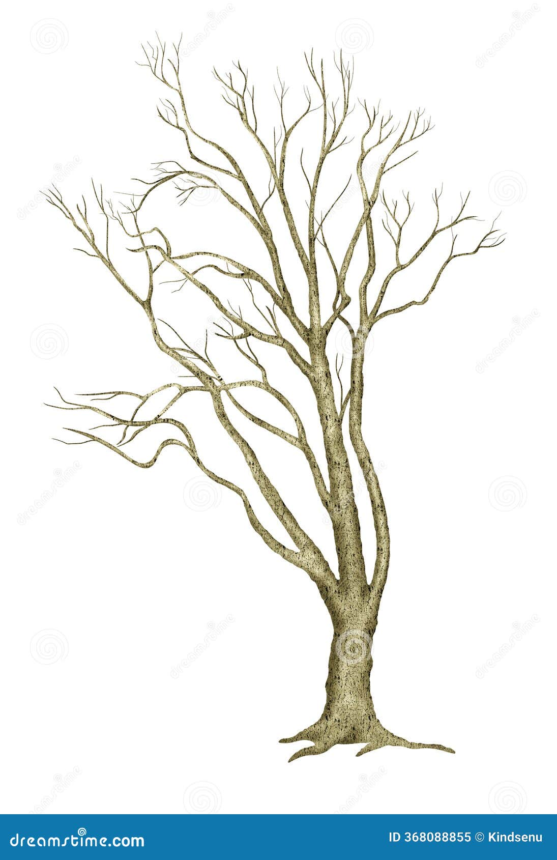 Leafless Tree Isolated On White Stock Image | CartoonDealer.com #67239493