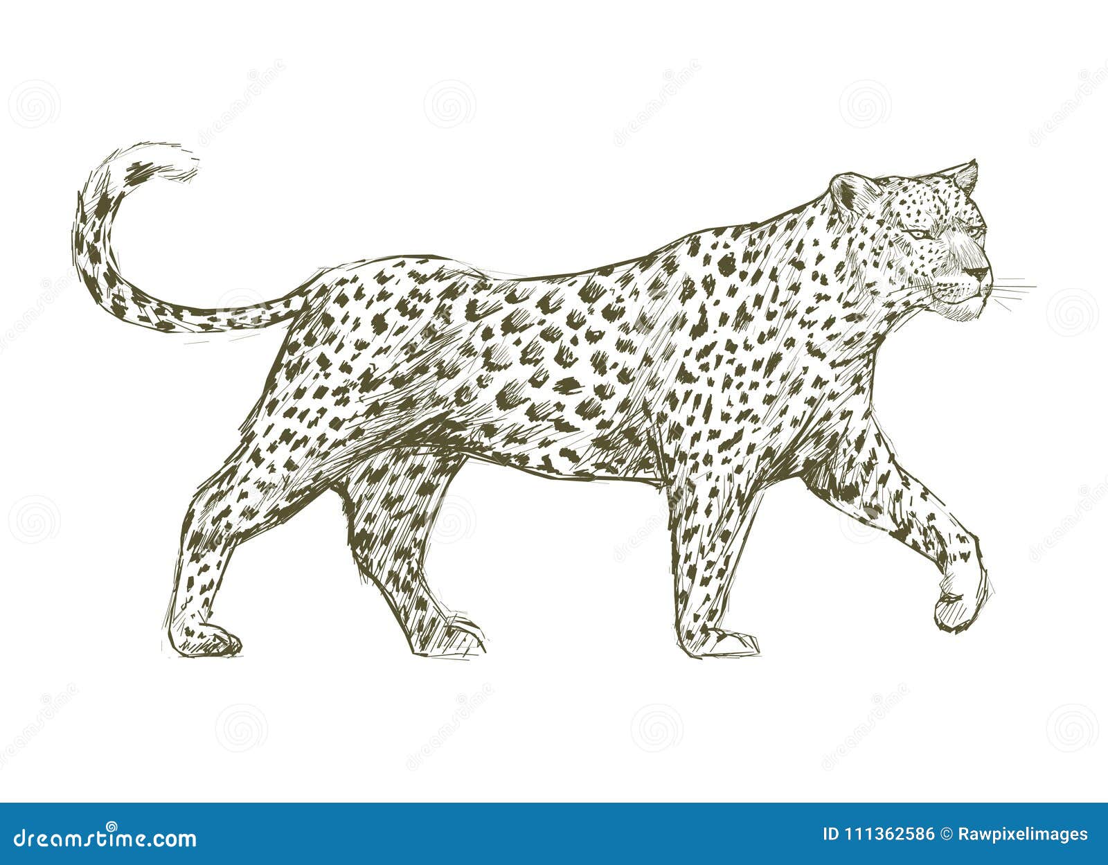 Illustration of Leopard Drawing Isolated Stock Illustration ...