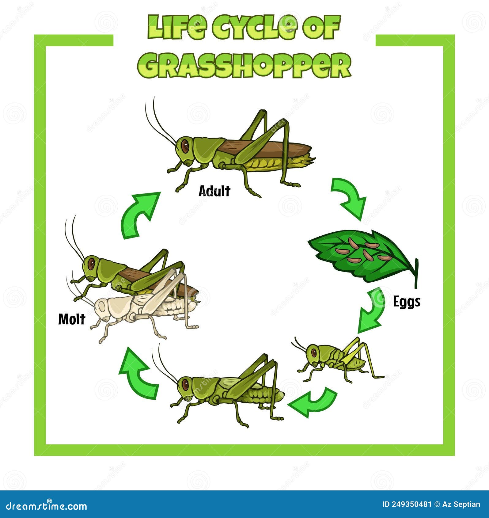 Grasshopperlifecycle Clipart And Illustrations Grasshopperlifecycle Clipart And Illustrations