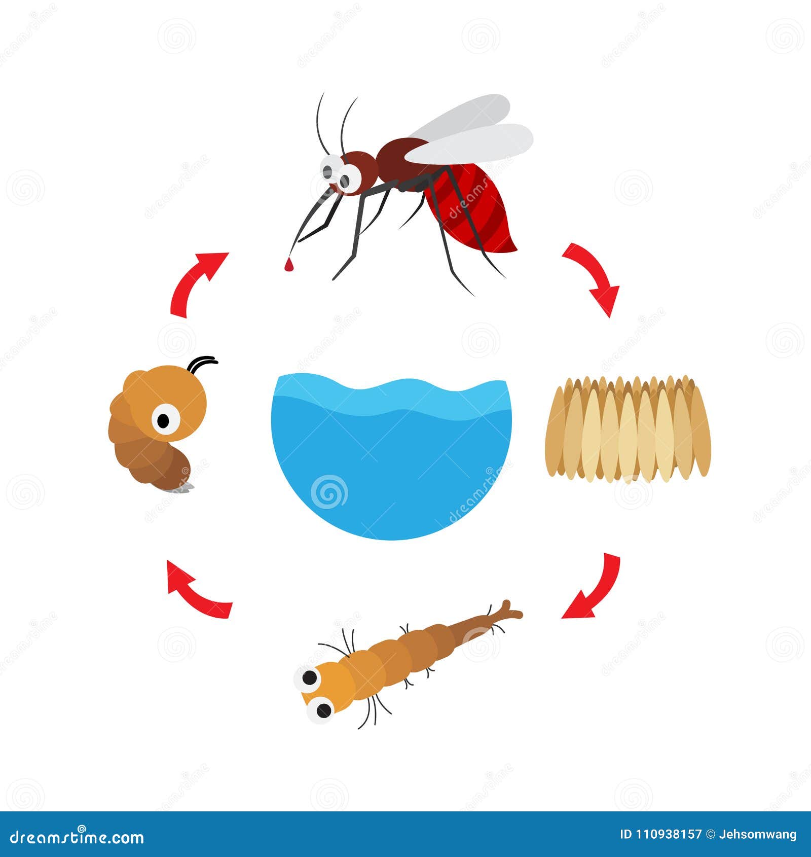Illustration Life Cycle Mosquito Stock Vector - Illustration of ... Illustration Life Cycle Mosquito Stock Vector - Illustration of ...
