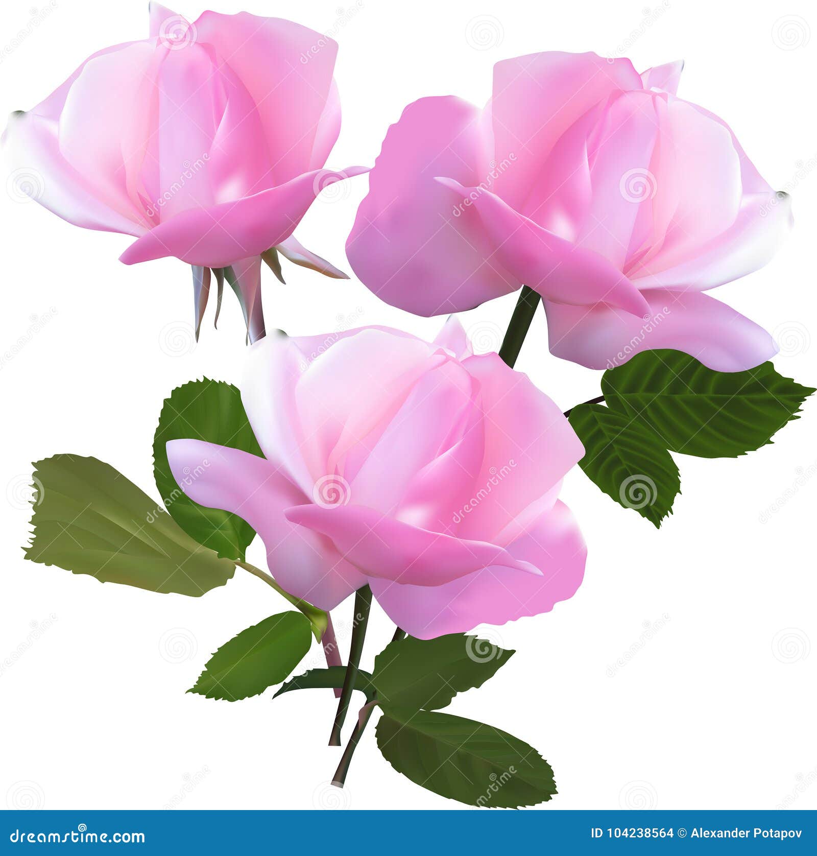 Rose Three-leaflet Leaves Royalty-Free Stock Photo | CartoonDealer.com ...