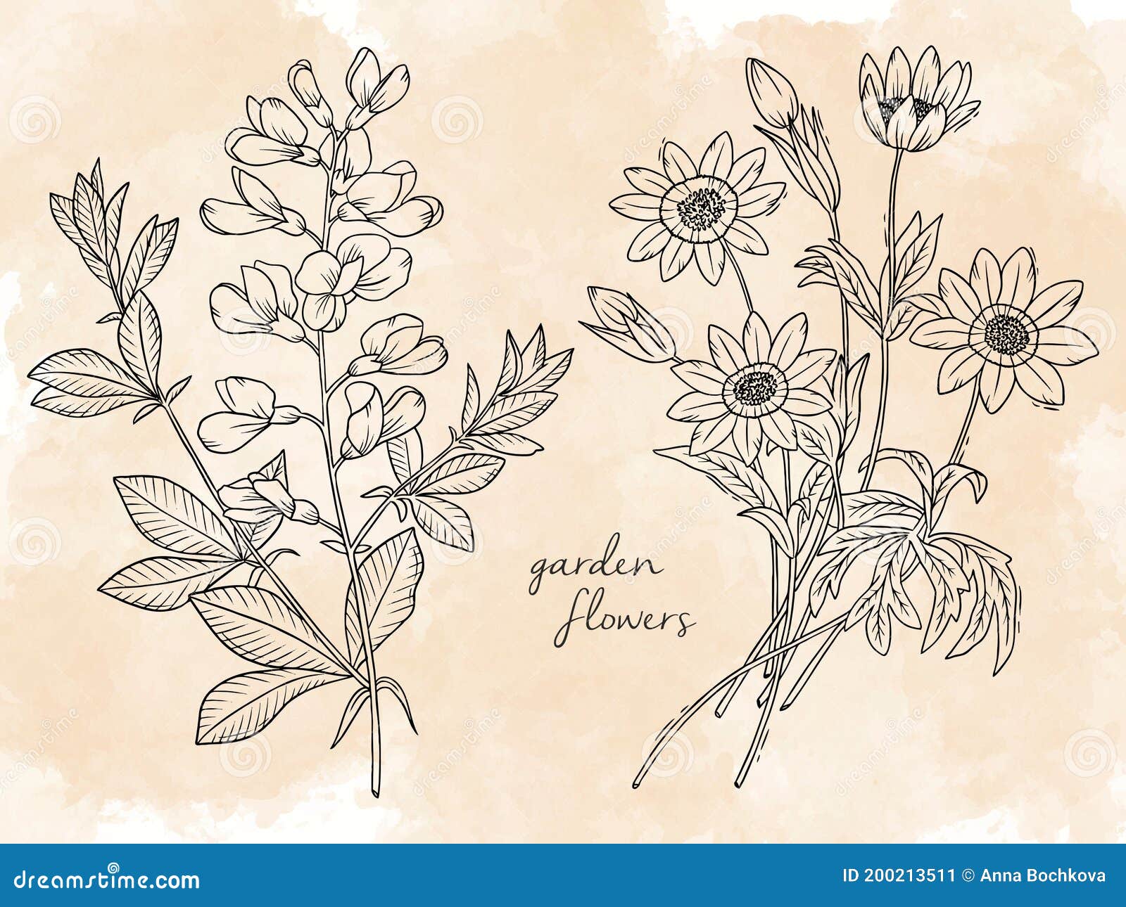 Illustration Linear Hand Drawn Garden Flowers Stock Vector ...