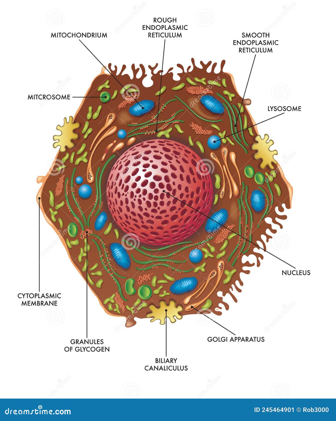Illustration Of Liver Cell Cartoon Vector | CartoonDealer.com #245464901