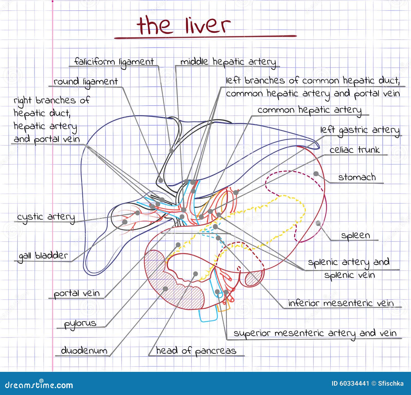 Illustration of the Liver and Related Organs Stock Vector ...