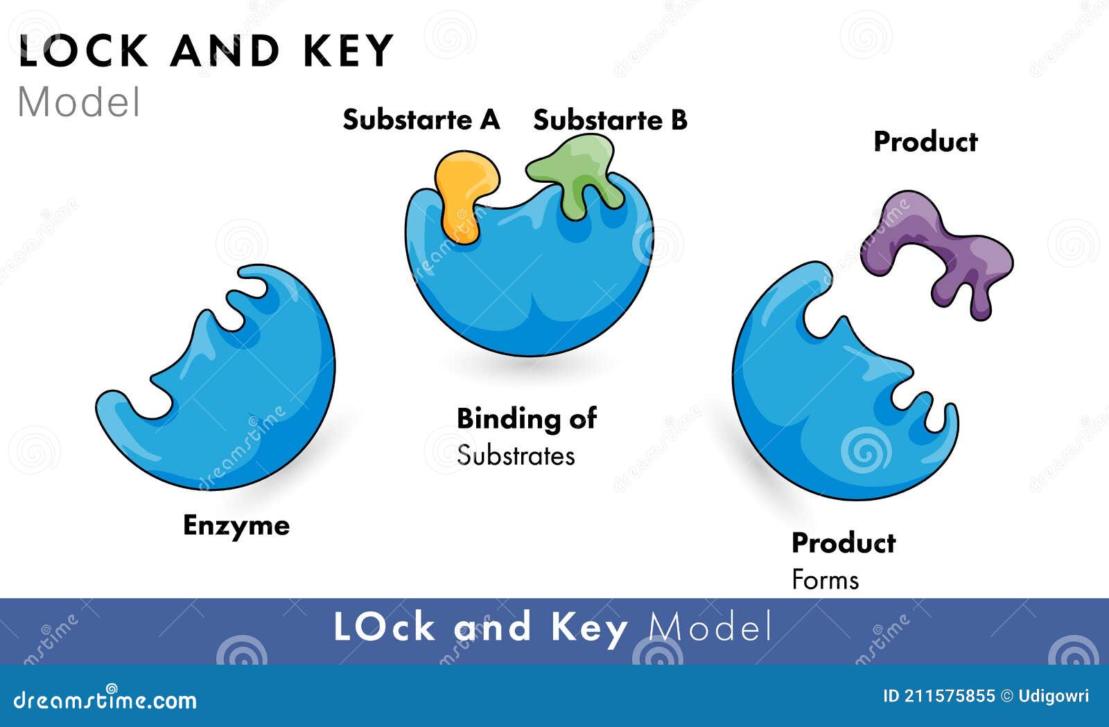 Lock and Key Enzyme Activity Model Stock Vector - Illustration of ... Lock and Key Enzyme Activity Model Stock Vector - Illustration of ...