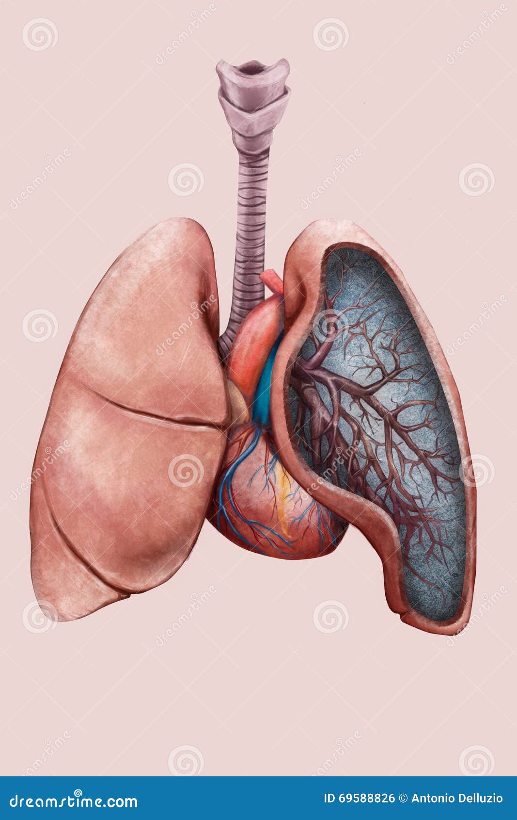 Lungs, Trachea And Larynx Vector Illustration | CartoonDealer.com ...