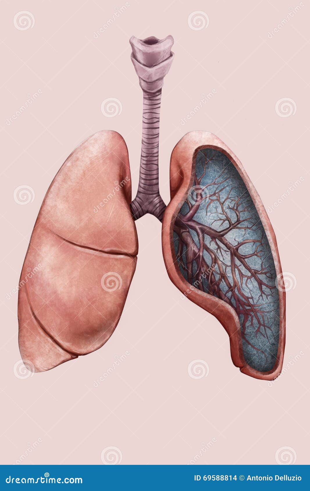 Illustration of Lungs with Trachea and Bronchi Stock Illustration ...