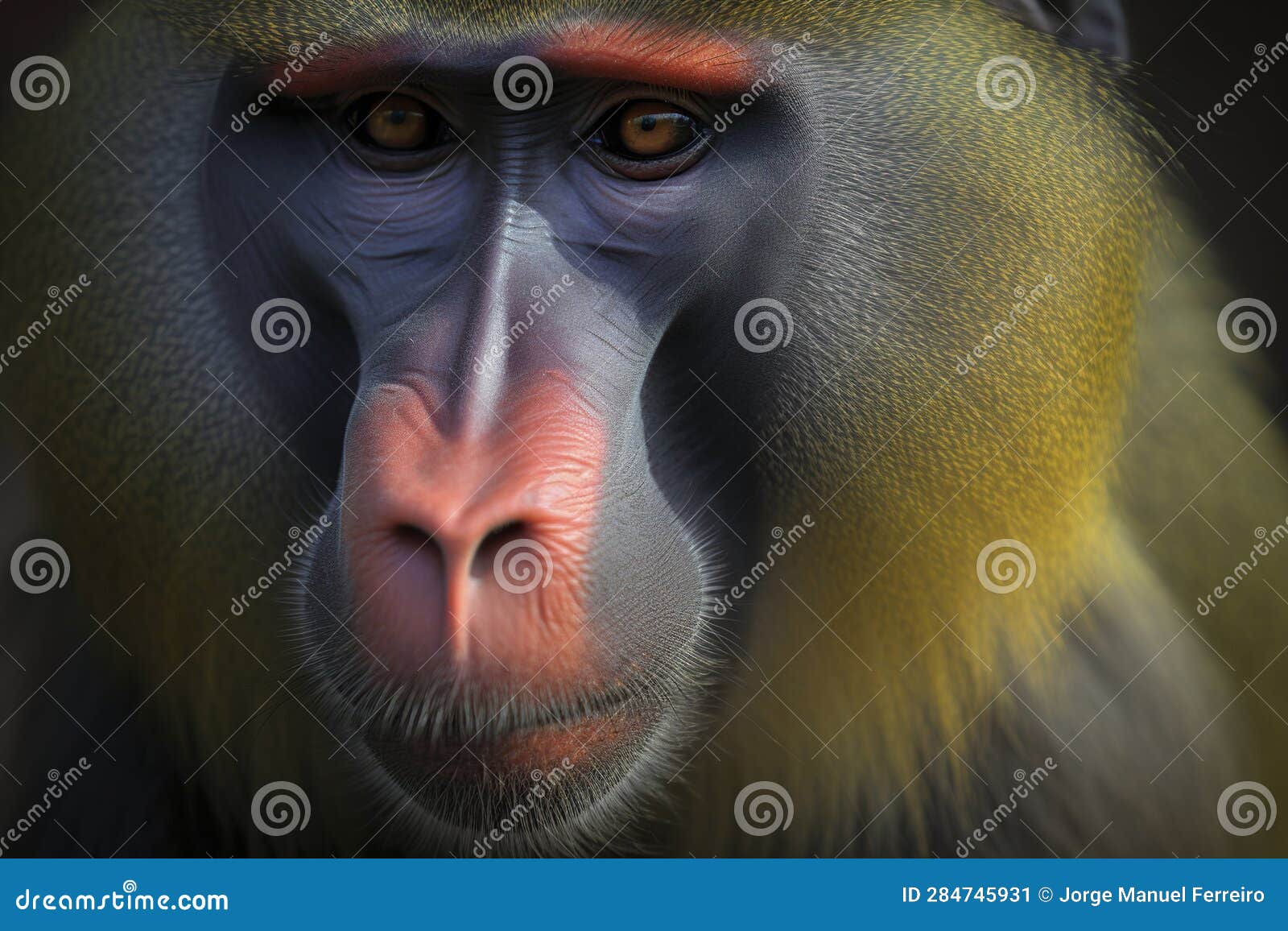 A Male Mandrill With Its Vibrant Blue And Red Facial Markings On Full ...