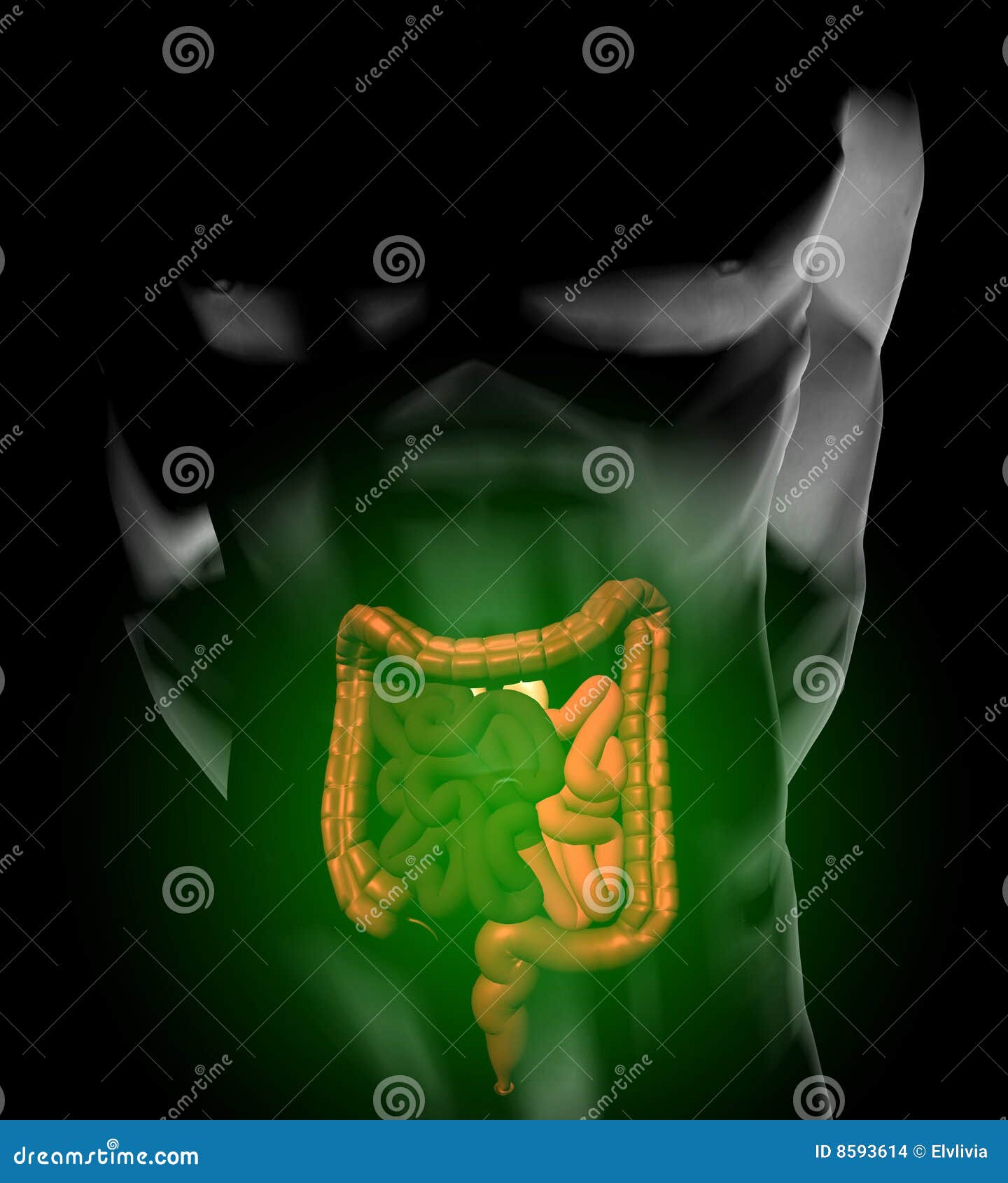 Illustration Of Intestines In A Vintage Book Hygiene Course, S ...