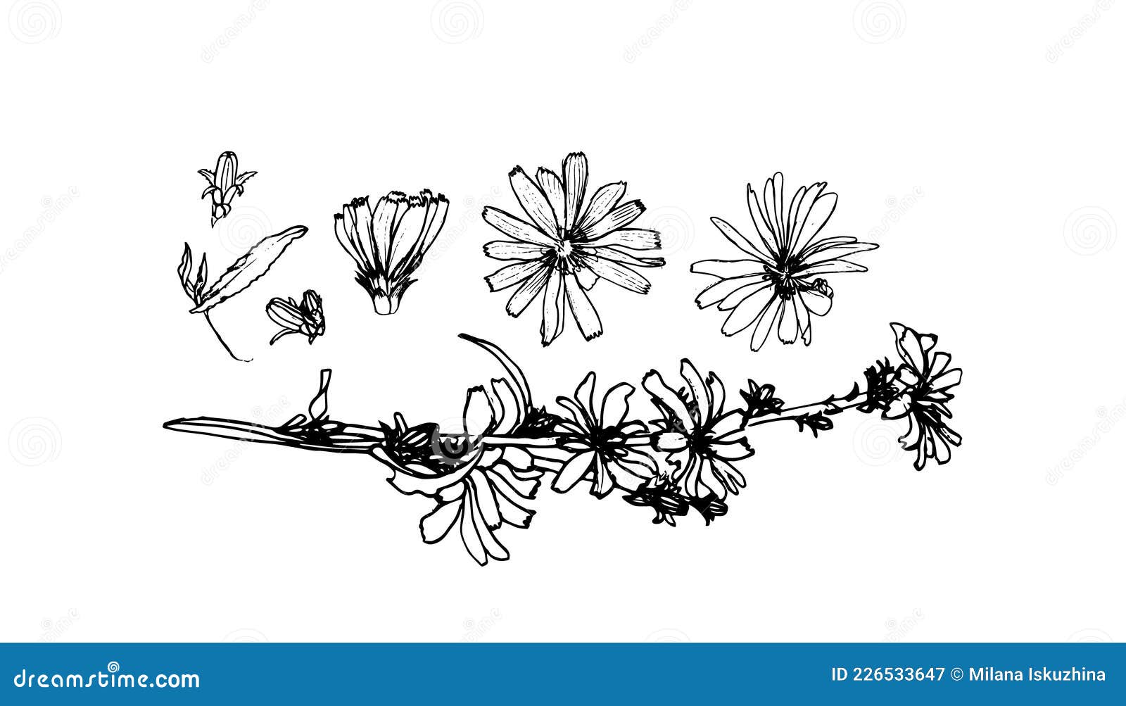 Illustration of Medicinal Herbs Chicory. Chicory Plant and Chicory Root ...