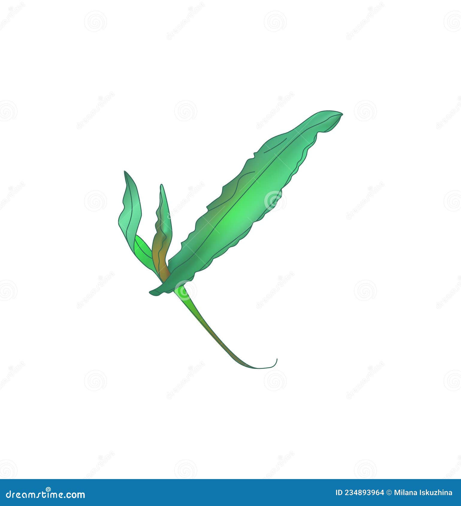 Illustration of Medicinal Herbs Chicory. Chicory Plant and Chicory Root ...