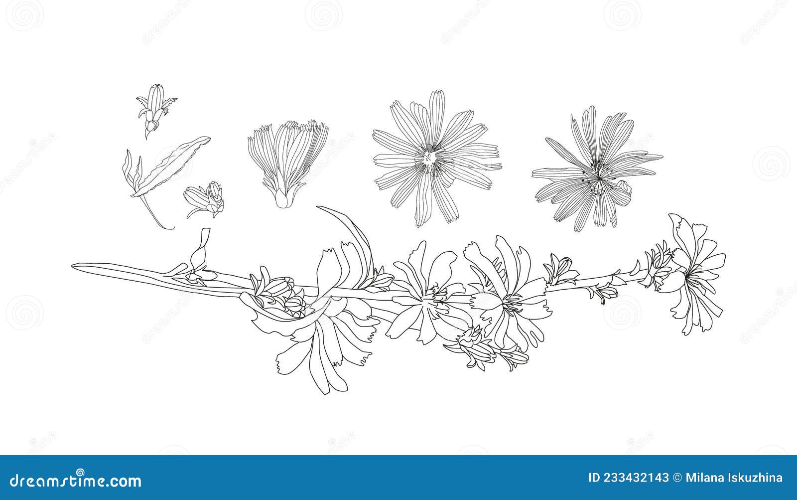Illustration of Medicinal Herbs Chicory. Chicory Plant and Chicory Root ...