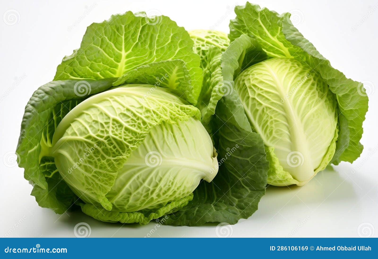 An Illustration of Mini Cabbage Isolated on a White Background ...