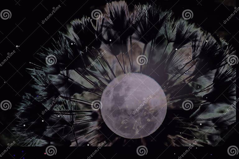 Illustration Dandelion Seeds Moon and Starry Night Stock Photo - Image ...