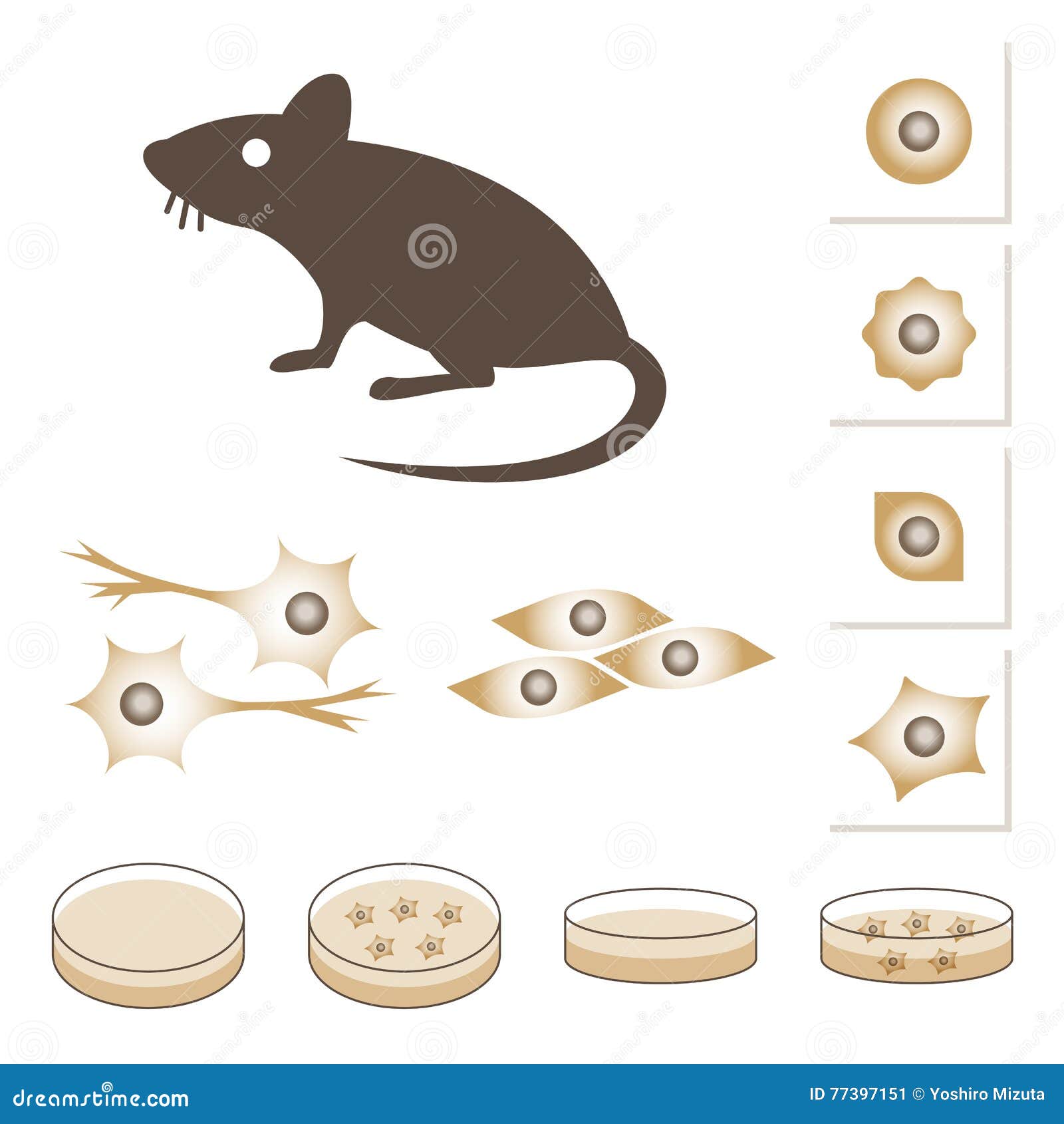 Illustration of Mouse and Cells Stock Vector - Illustration of plant ...