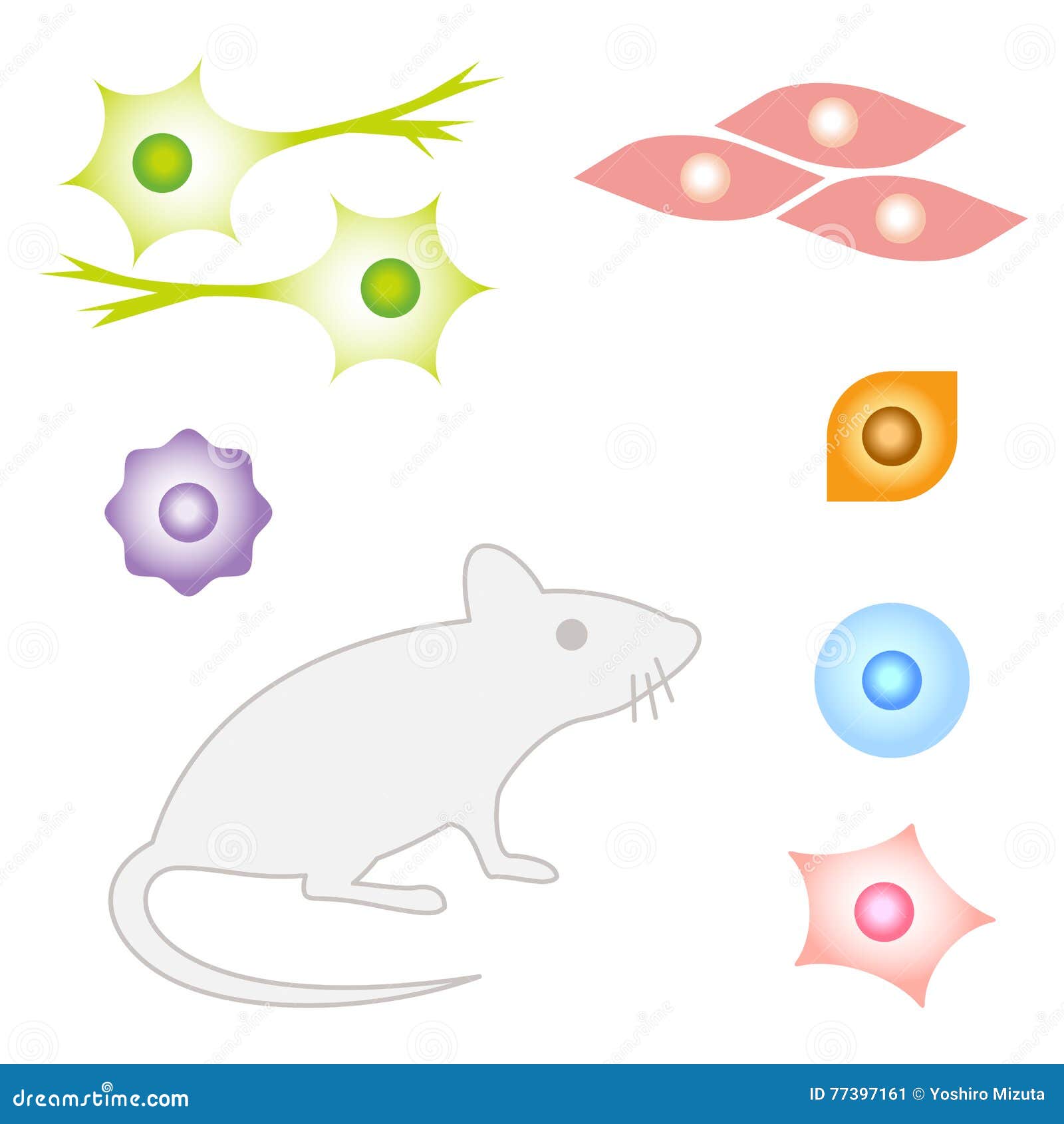 Illustration of Mouse and Cells Stock Vector - Illustration of science ...
