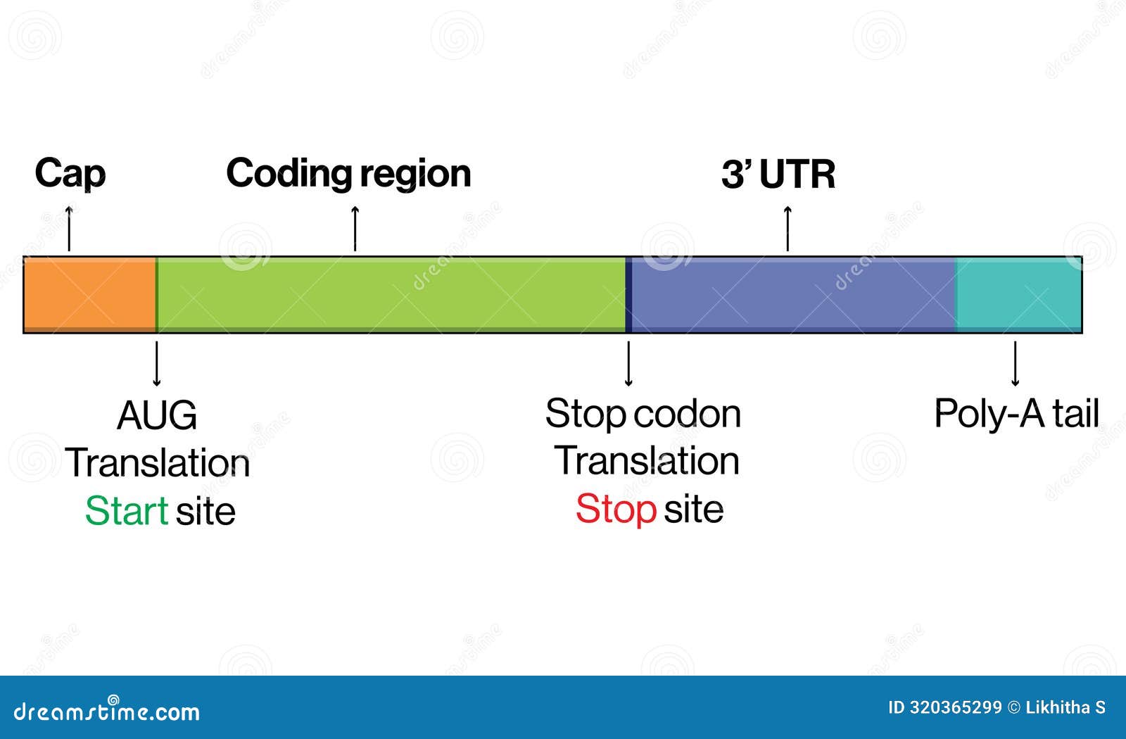 Illustration of MRNA Structure on White Background, Detailed MRNA ...