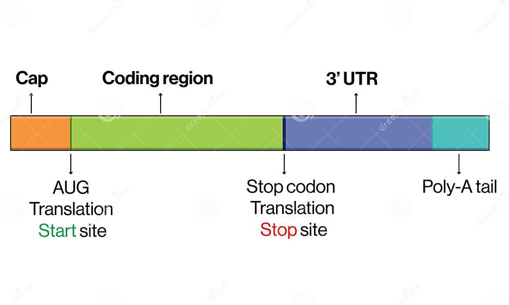 Illustration of MRNA Structure on White Background, Detailed MRNA ...