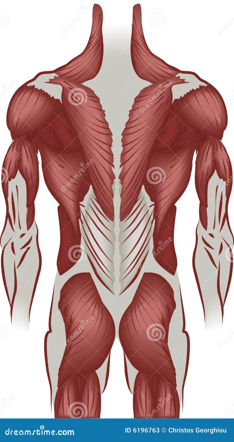 Illustration Muscles the Back Stock Vector - Illustration of fitness ...