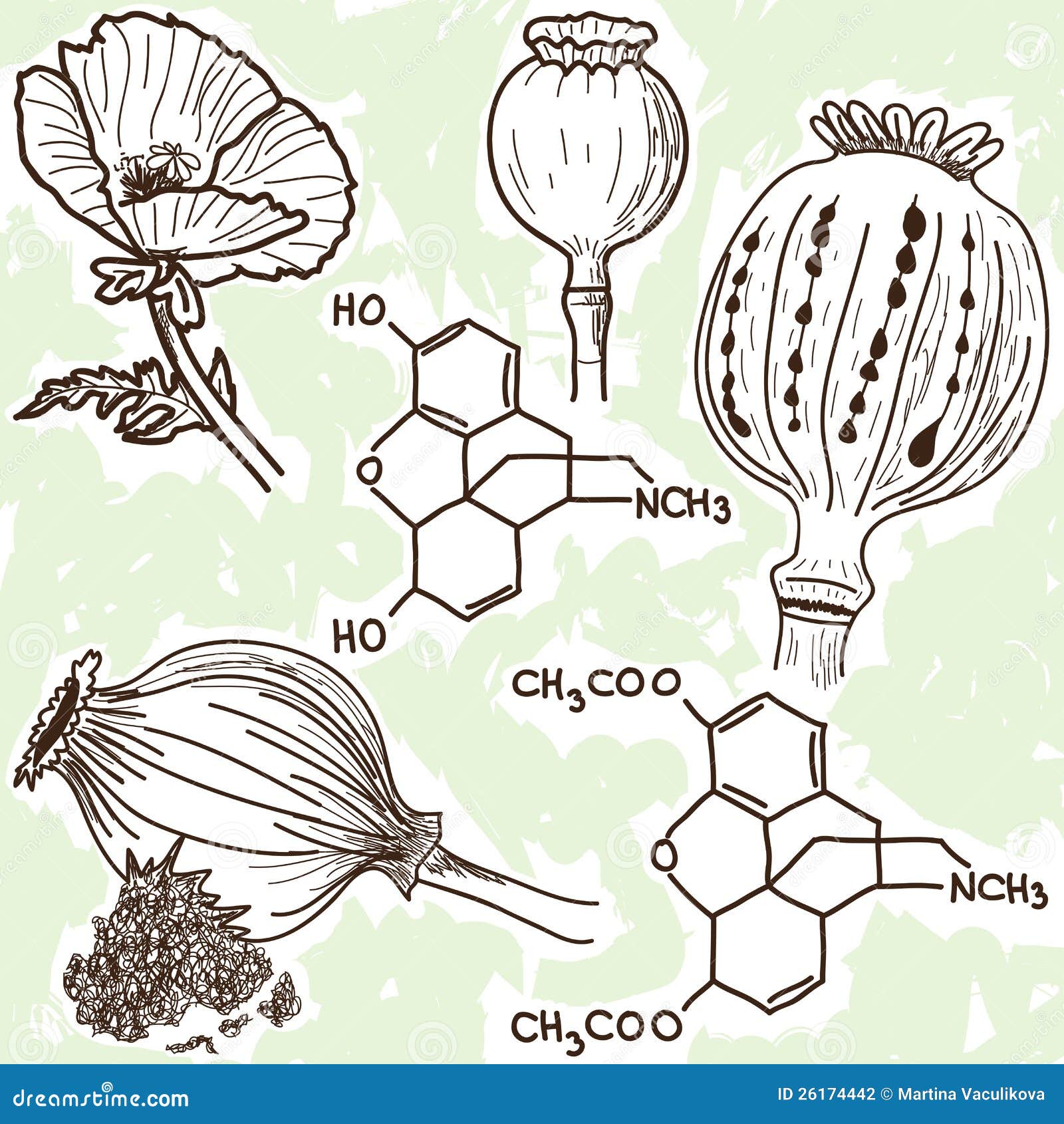 Illustration of Narcotics - Poppy and Opium Stock Vector - Illustration ...