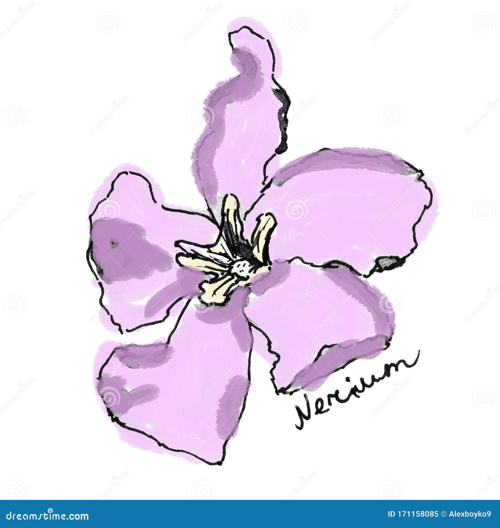 Illustration of Nerium with Hand Lettering Isolated on White Stock ...