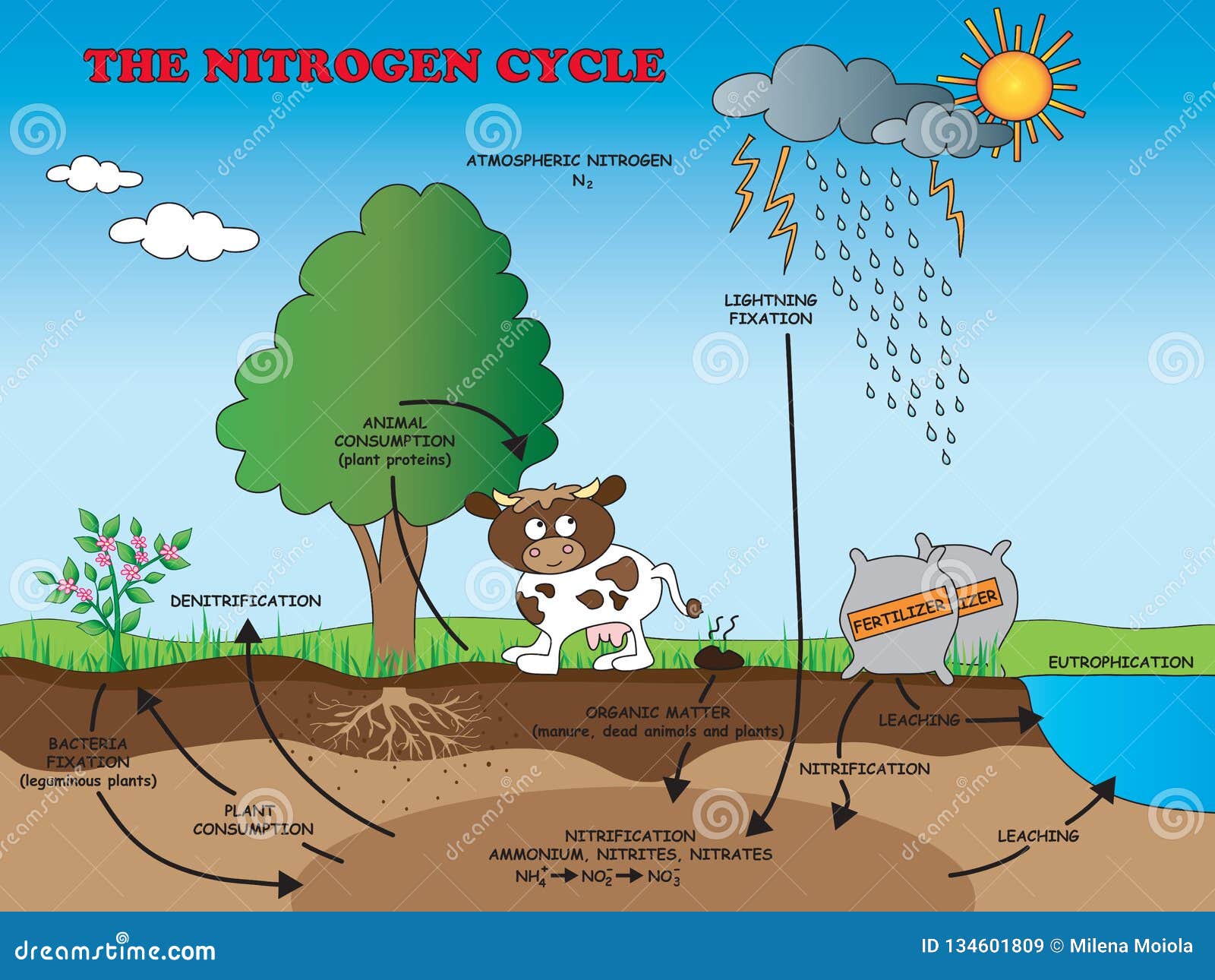 The Nitrogen Cycle Cartoon Vector | CartoonDealer.com #70814797