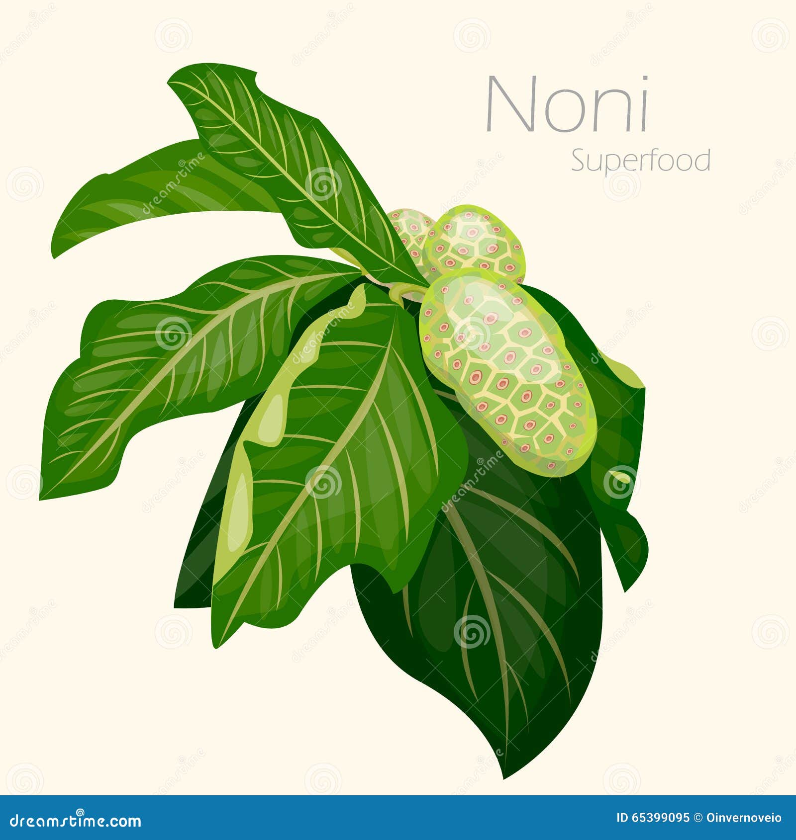 Illustration of Noni. Fresh Fruit Background Stock Vector ...