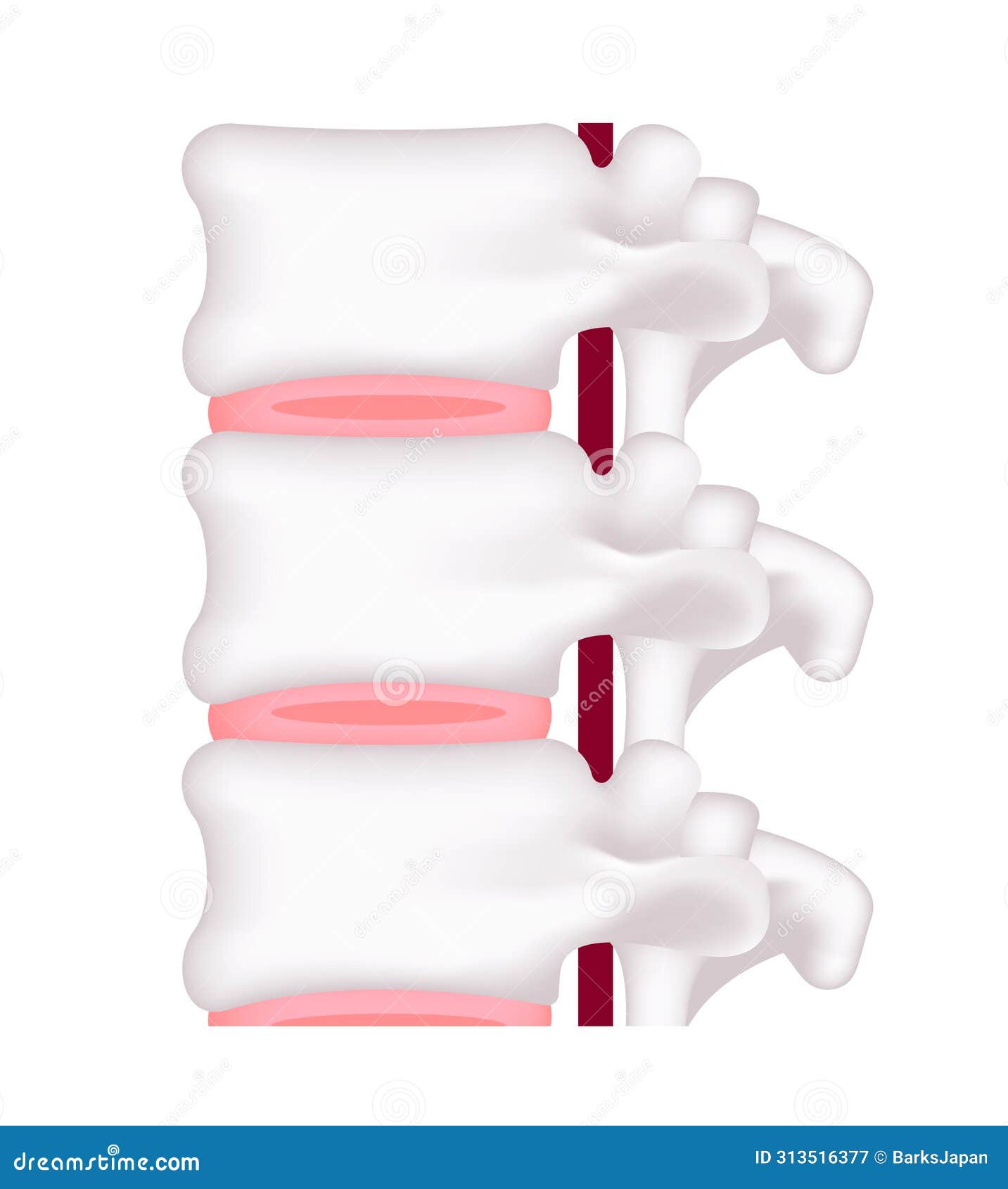 Illustration of Normal Disc Stock Vector - Illustration of lumbar ...