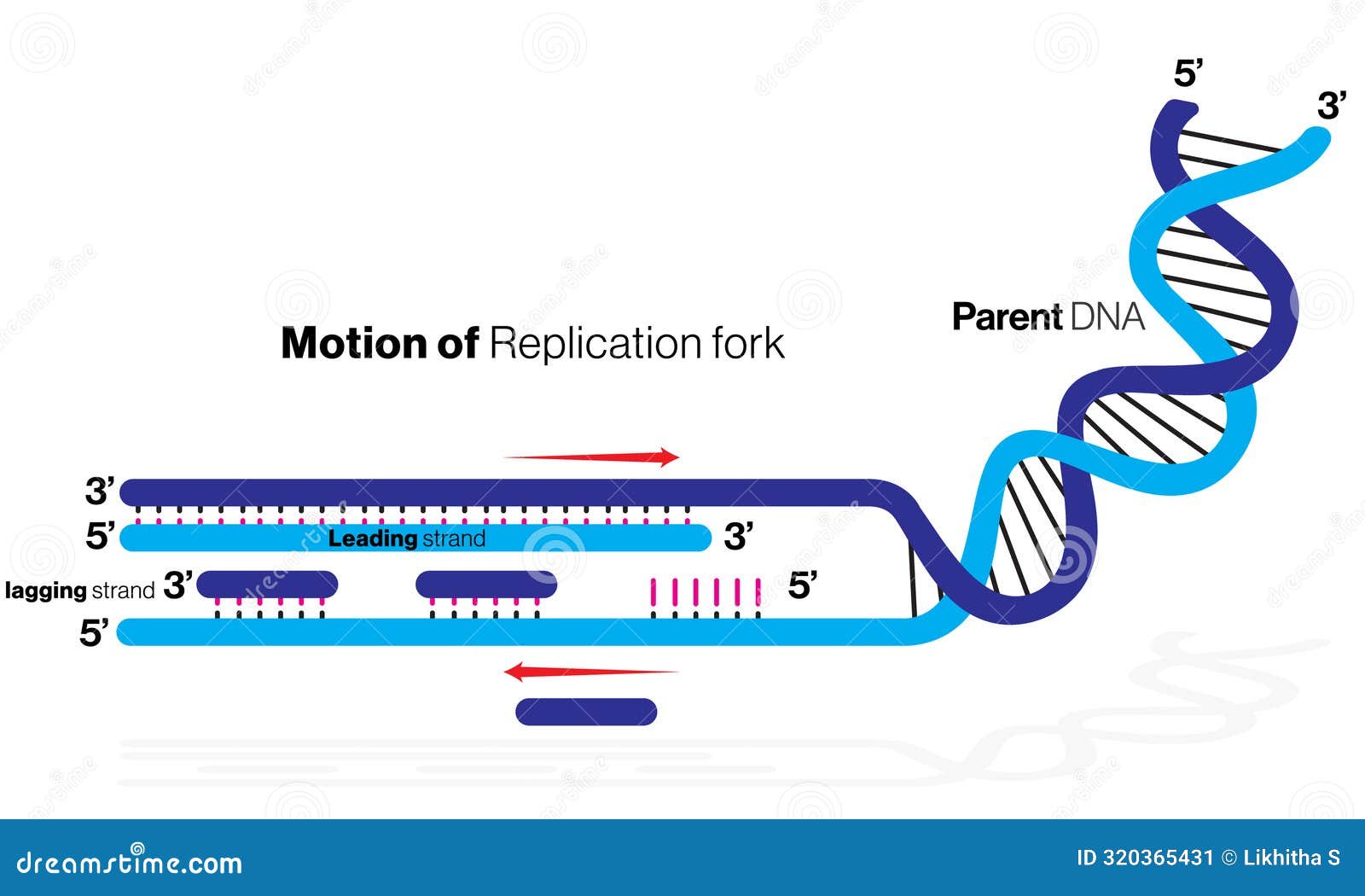 Dna Replication Process Vector Illustration 318851774