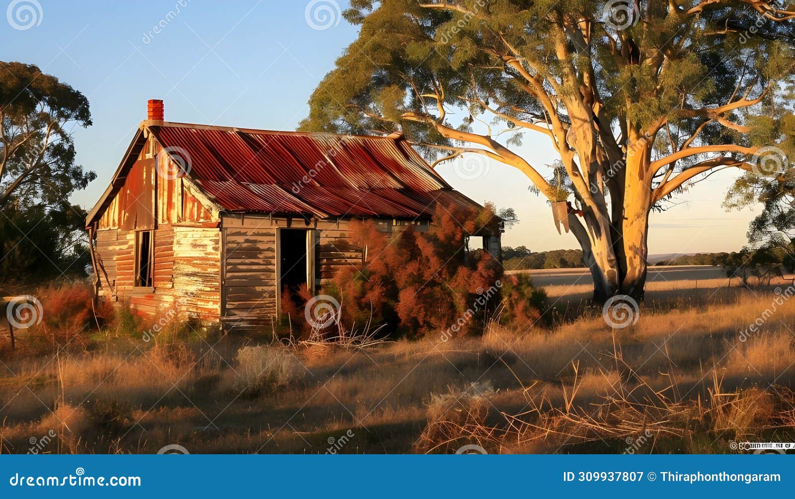 Old Australian shack stock illustration. Illustration of barn - 309937807