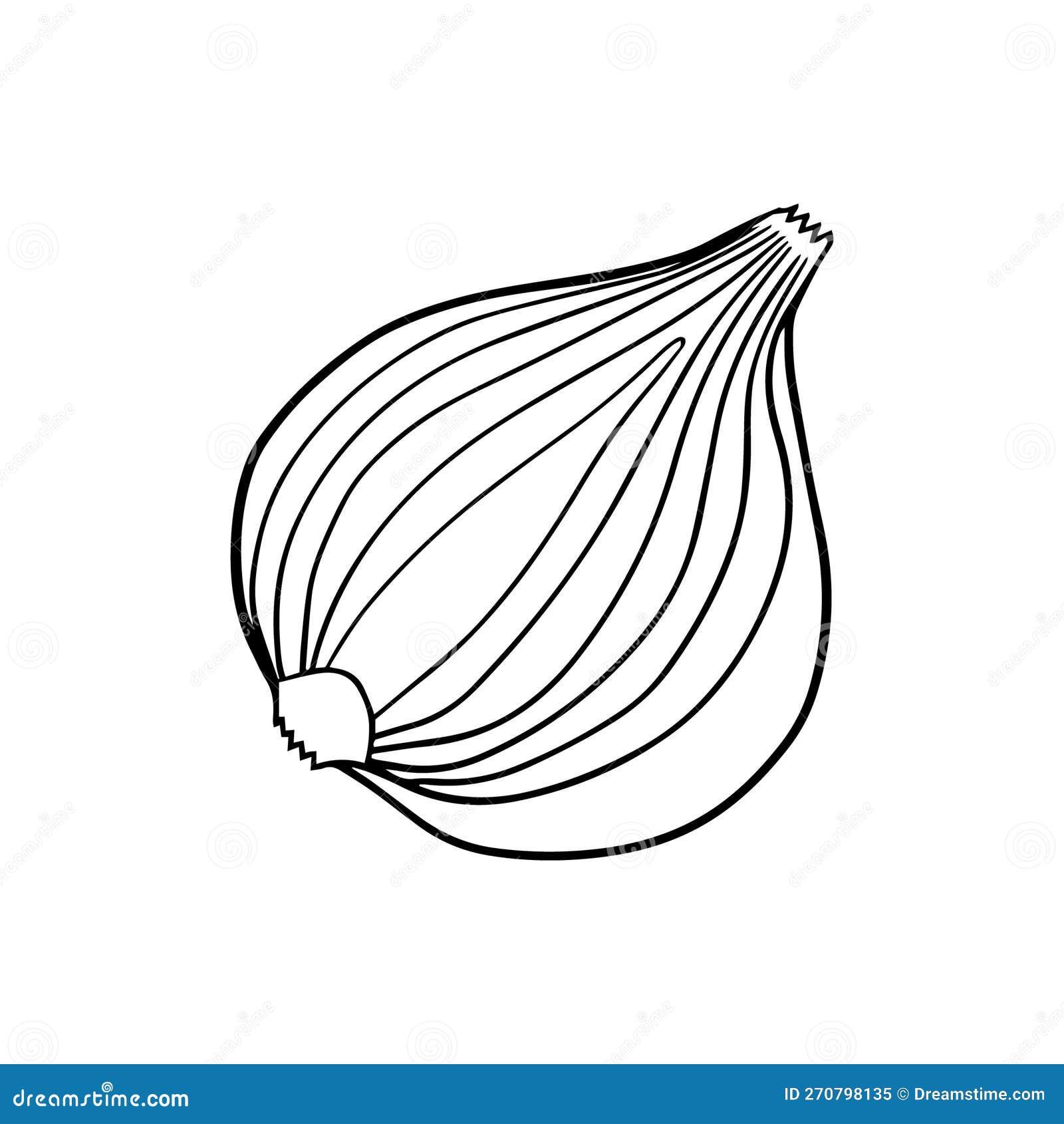 Illustration of a Onion in a Hand-drawn Style. Stock Vector ...