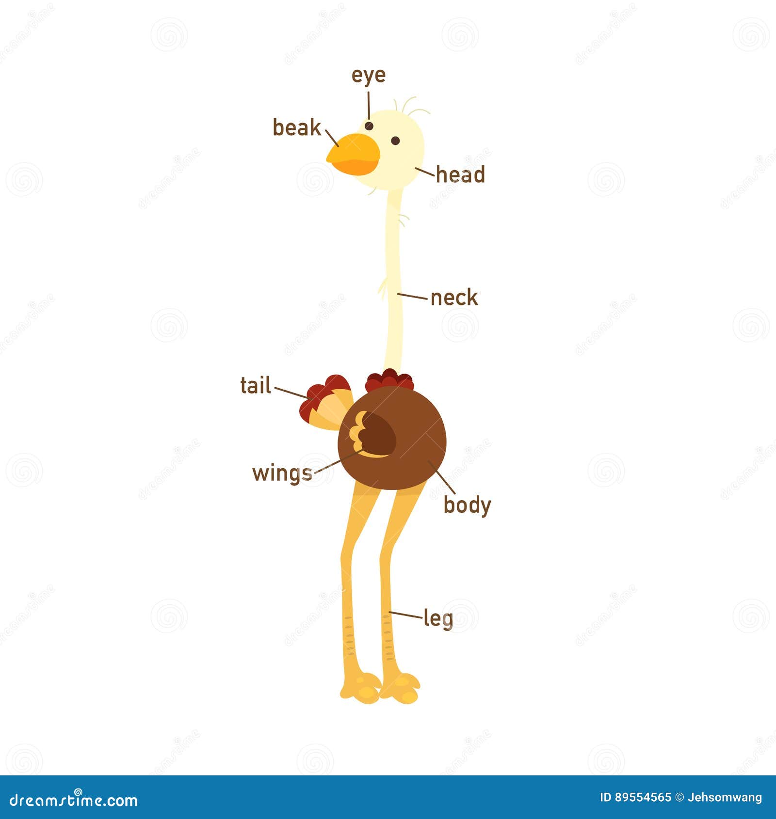 Illustration of Ostrich Vocabulary Part of Body Stock Vector ...