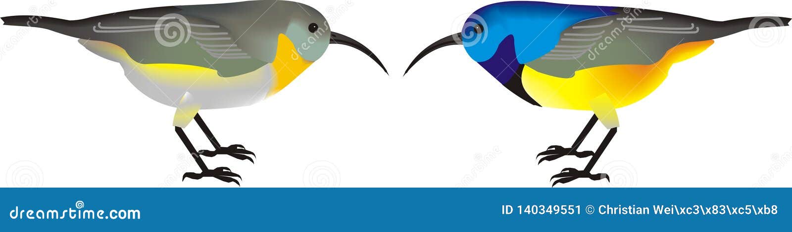 Sunbirds Stock Illustrations – 9 Sunbirds Stock Illustrations, Vectors ...
