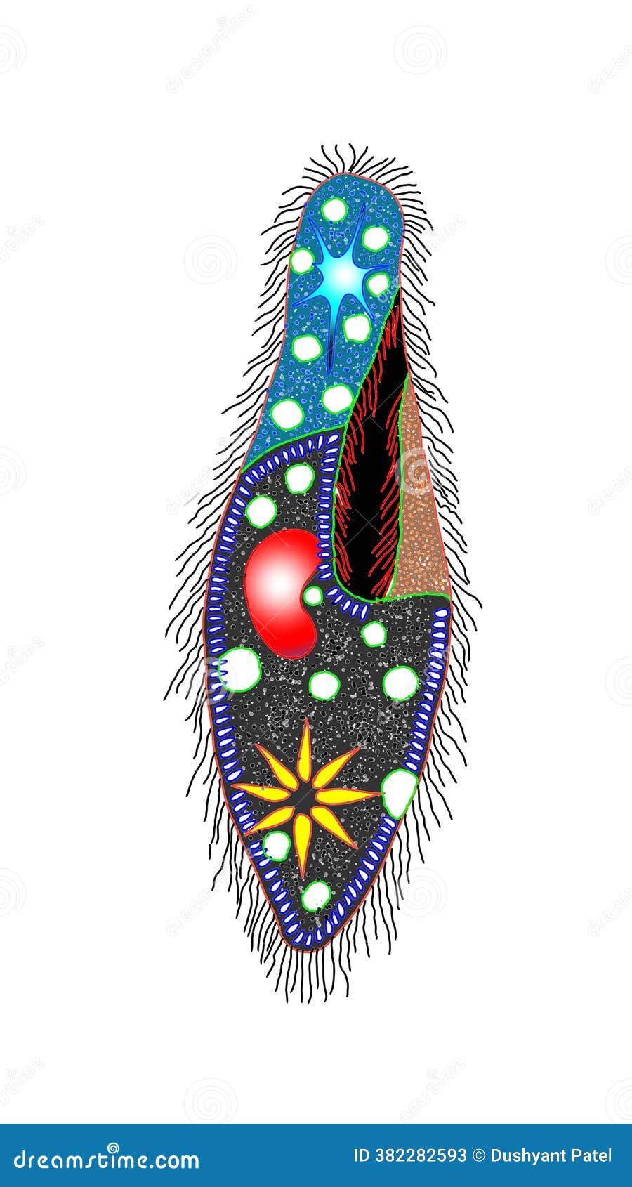 Paramecium Protozoa 3d Illustration. Euglena Viridis Proteus ...