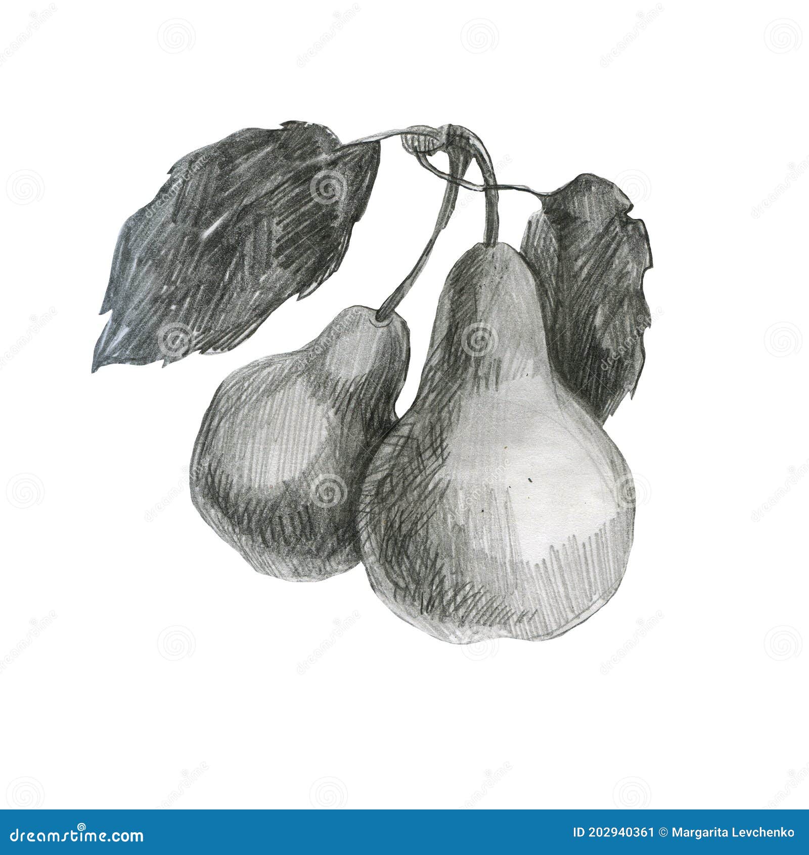 Pear Drawing Pencil