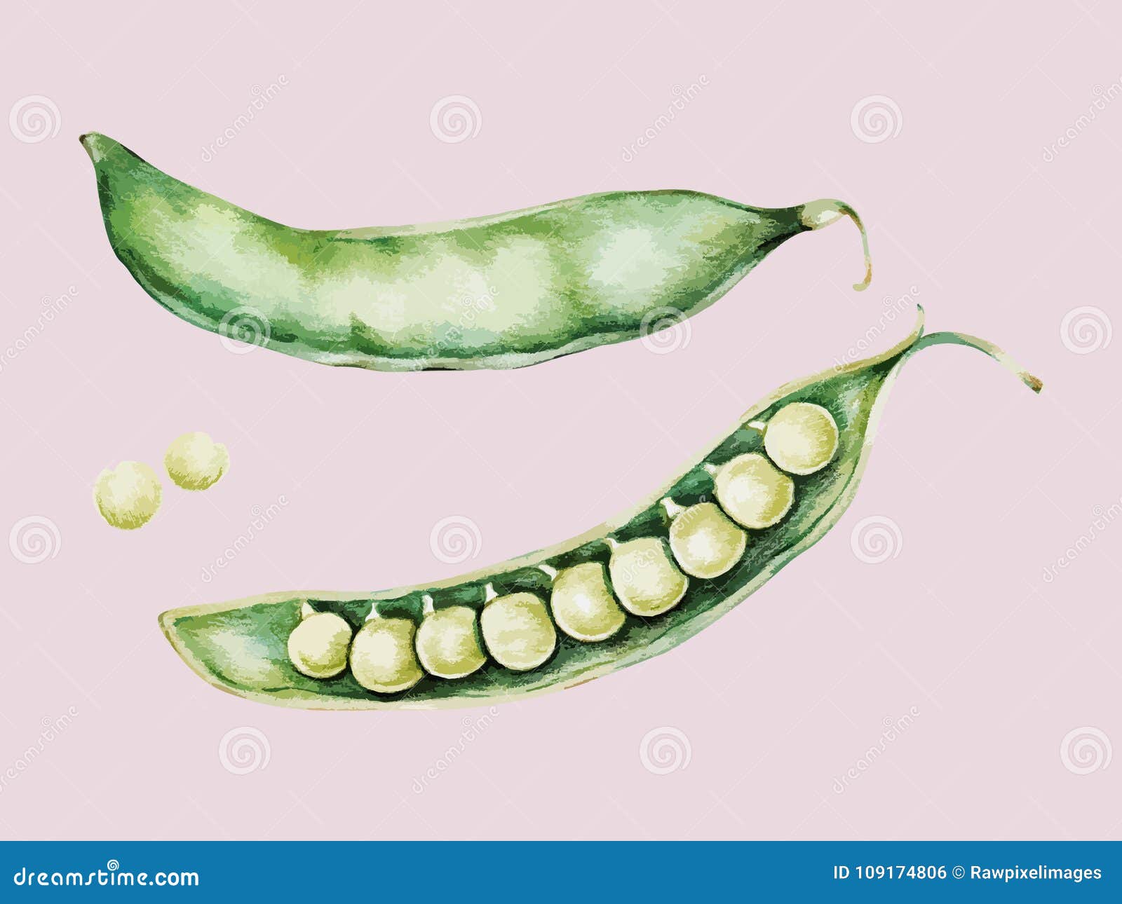 Illustration of Peas Drawing Style Stock Illustration - Illustration of ...