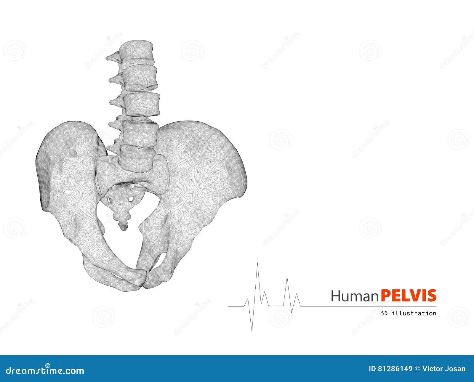 Illustration of Pelvis Abstract Scientific Background Stock ...