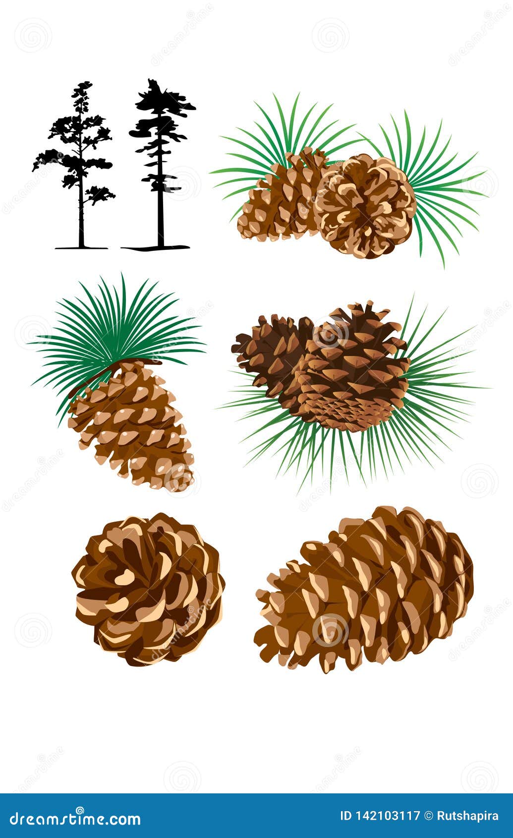 Illustration of pine cones stock vector. Illustration of scent - 142103117