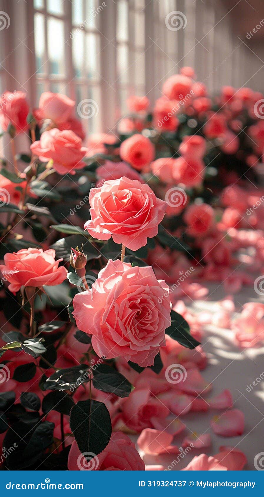 Illustration of Pink Rose Vine Flowers in an Empty Elegant White Room ...