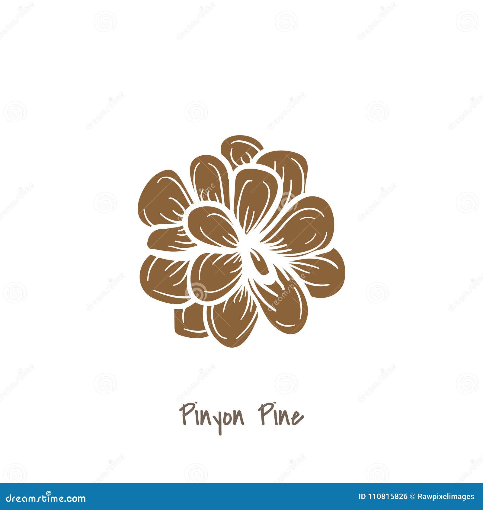 Illustration of Pinyon Pine Isolated Stock Illustration - Illustration ...